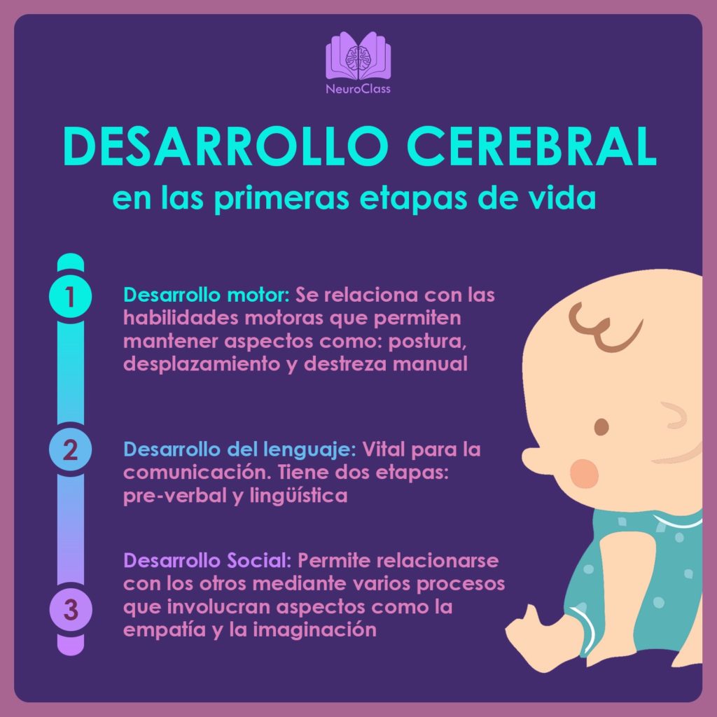 Neurodesarrollo: el inicio del sistema nervioso - NeuroClass