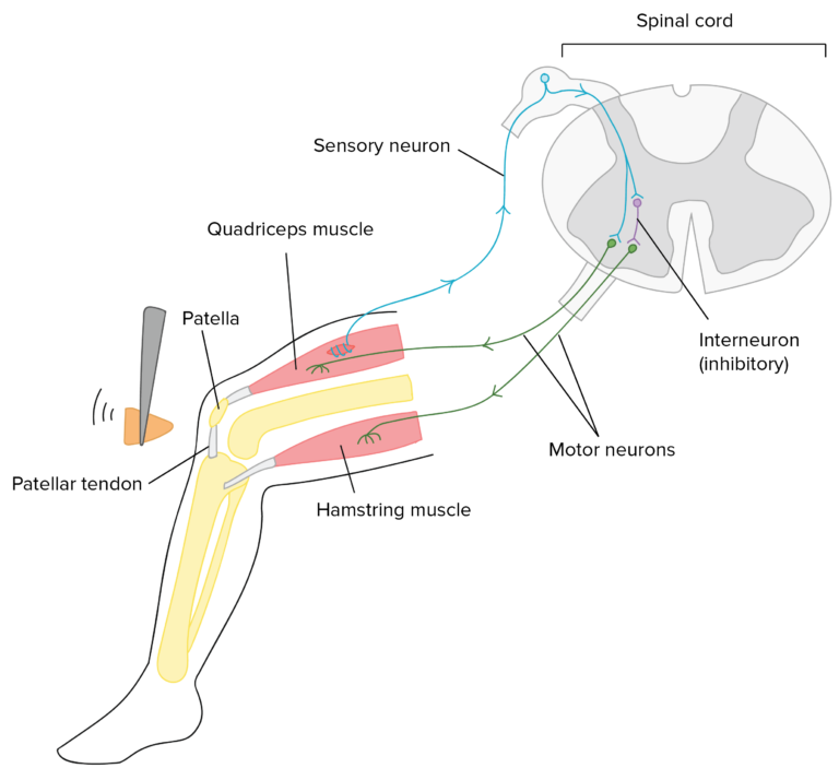 Tipos de neuronas, funciones y curiosidades - NeuroClass