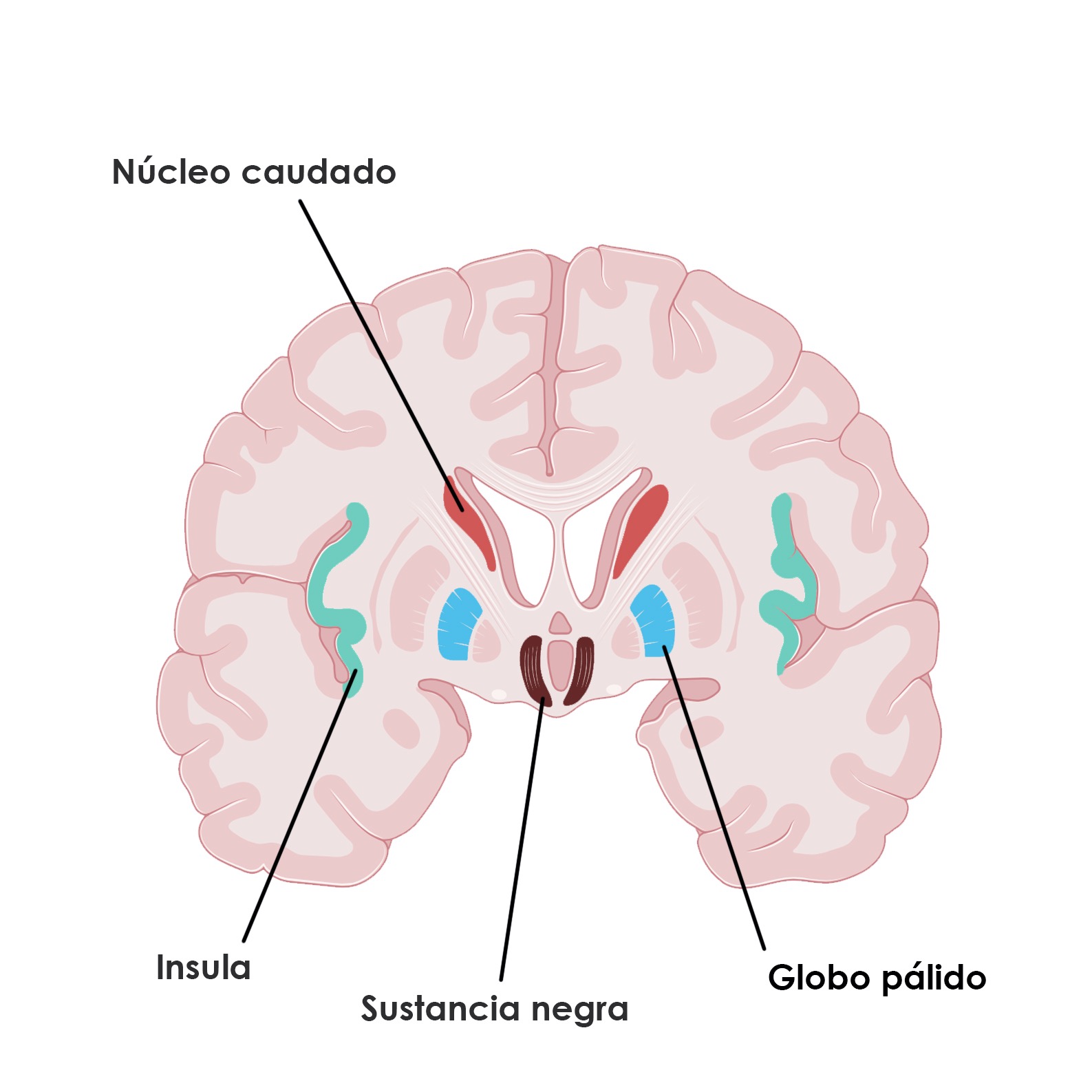 Neurobiología del amor: Enamoramiento y euforia - NeuroClass