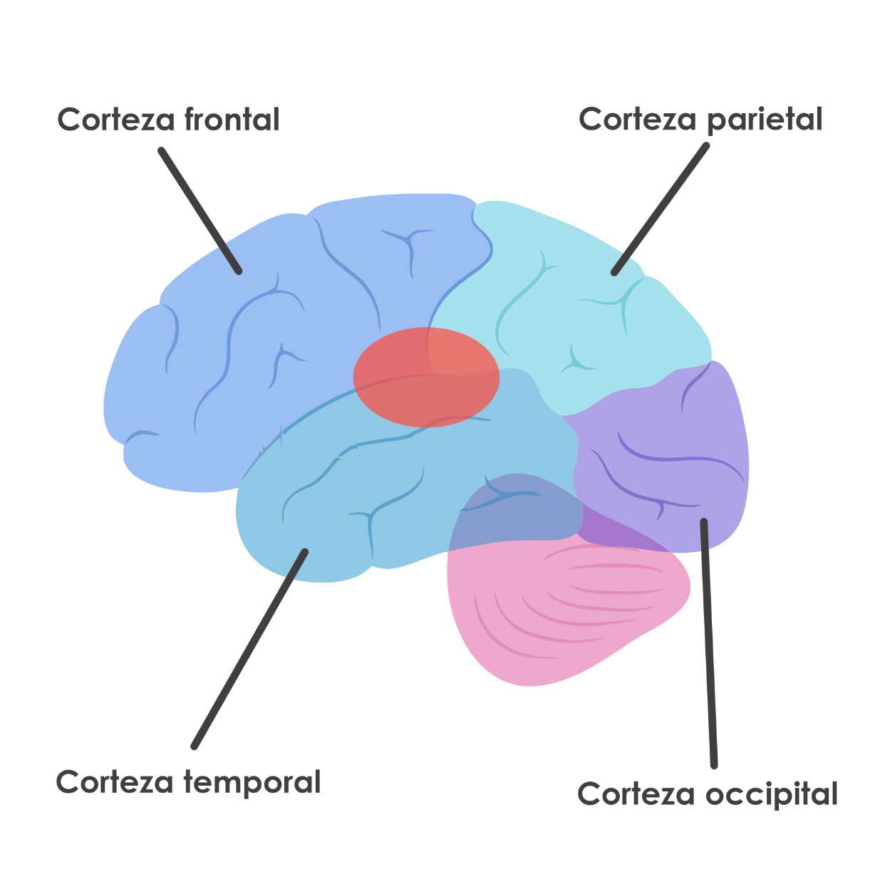 Tipos de afasia: Definición y características - NeuroClass