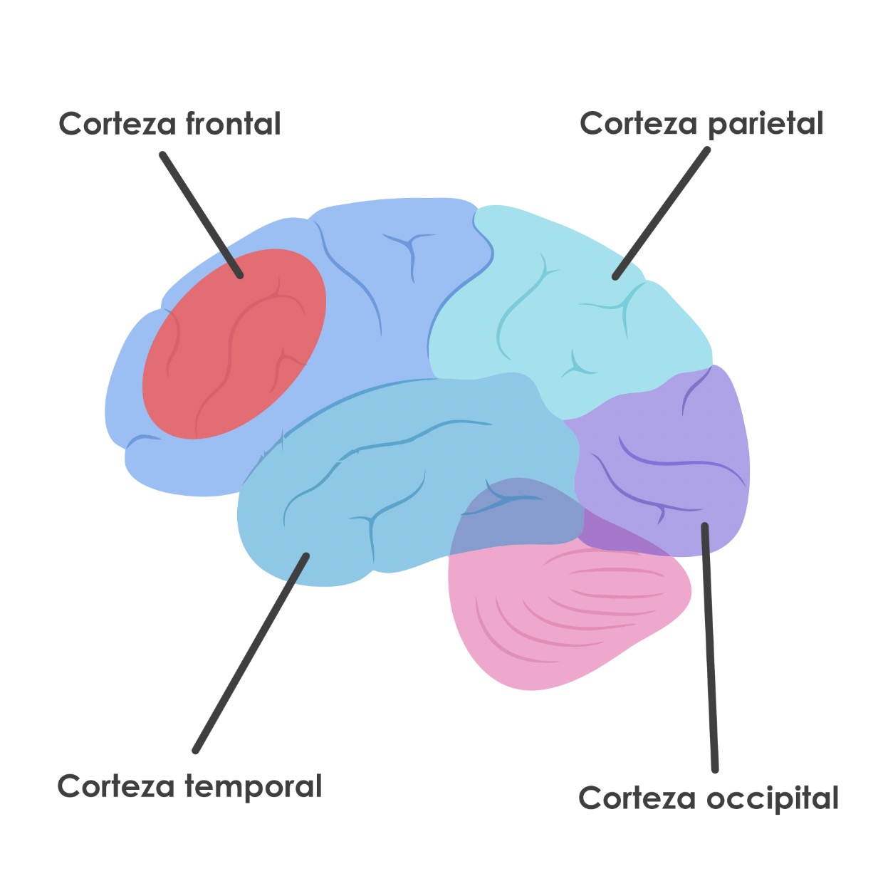 Tipos de afasia: Definición y características - NeuroClass