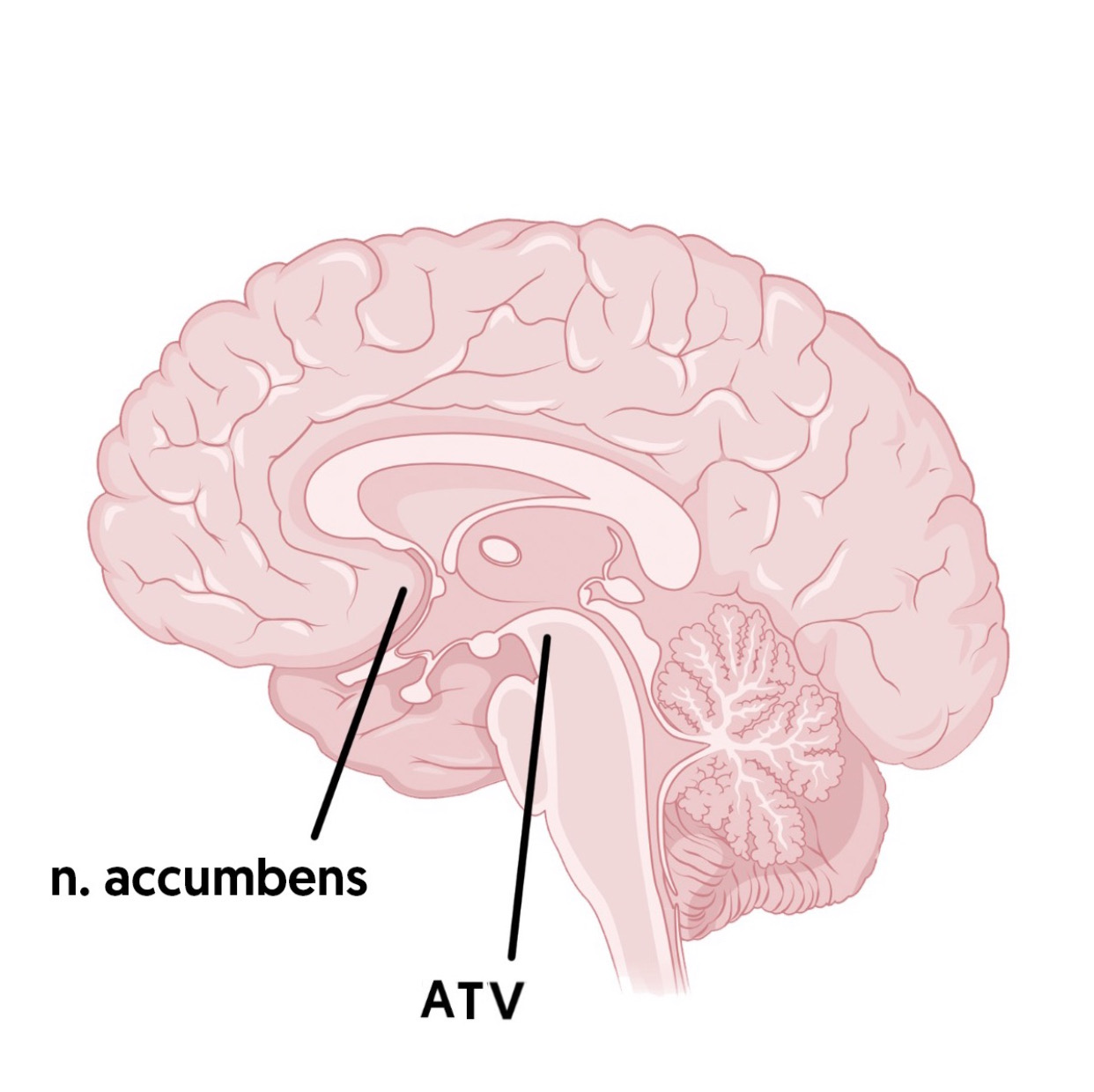 Sistemas de recompensa: ¿Cómo funcionan las adicciones? - NeuroClass