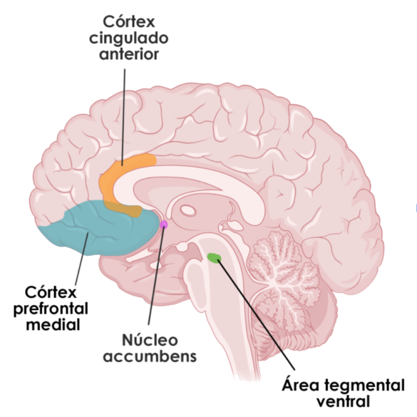 Funciones ejecutivas en el proceso de enseñanza y aprendizaje - NeuroClass