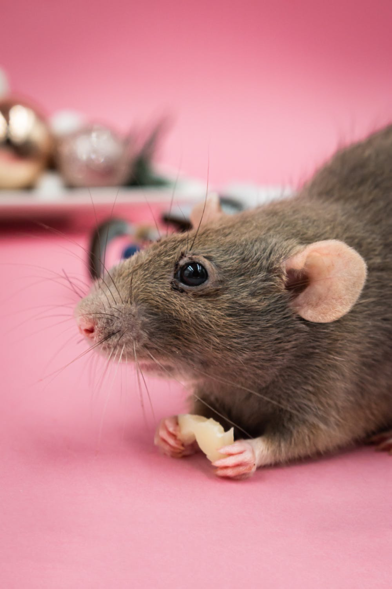 El experimento "Rat Park" y la adicción - NeuroClass