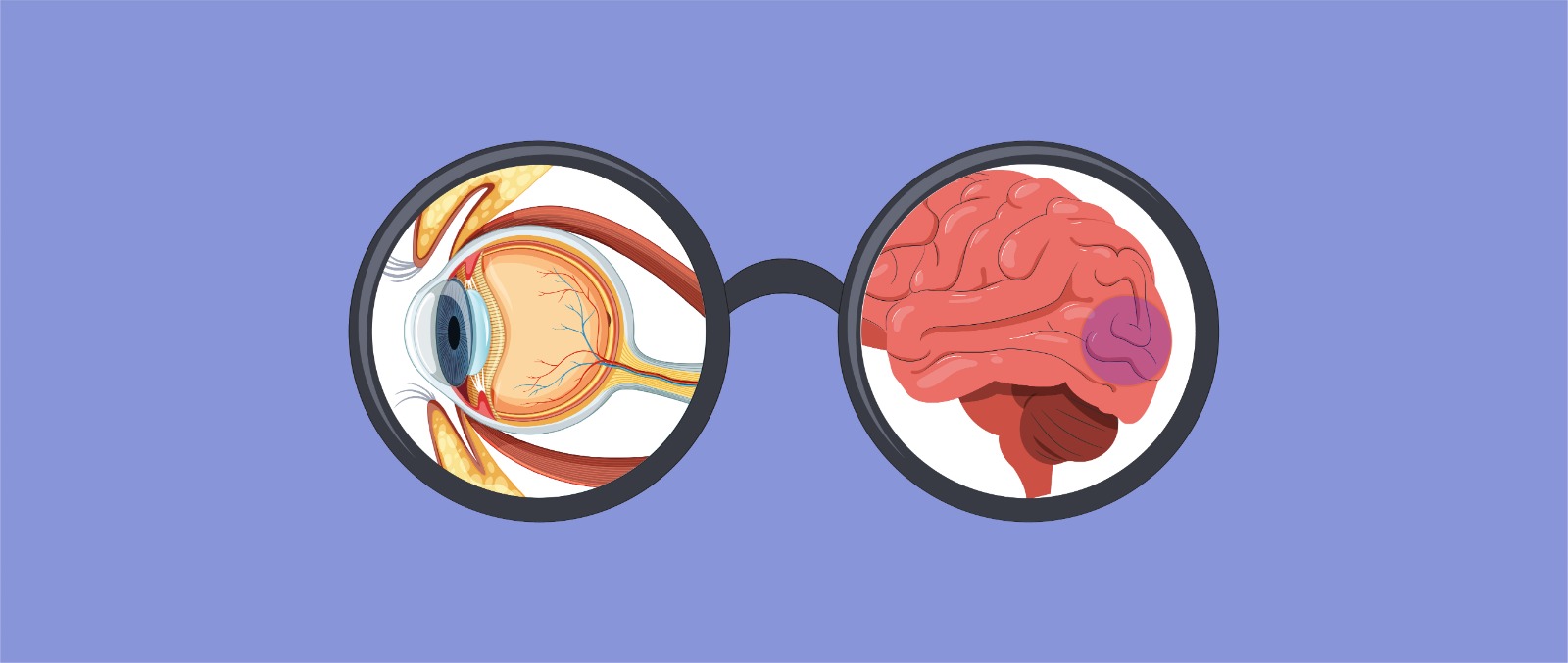 La corteza visual: Procesador del lóbulo occipital - NeuroClass