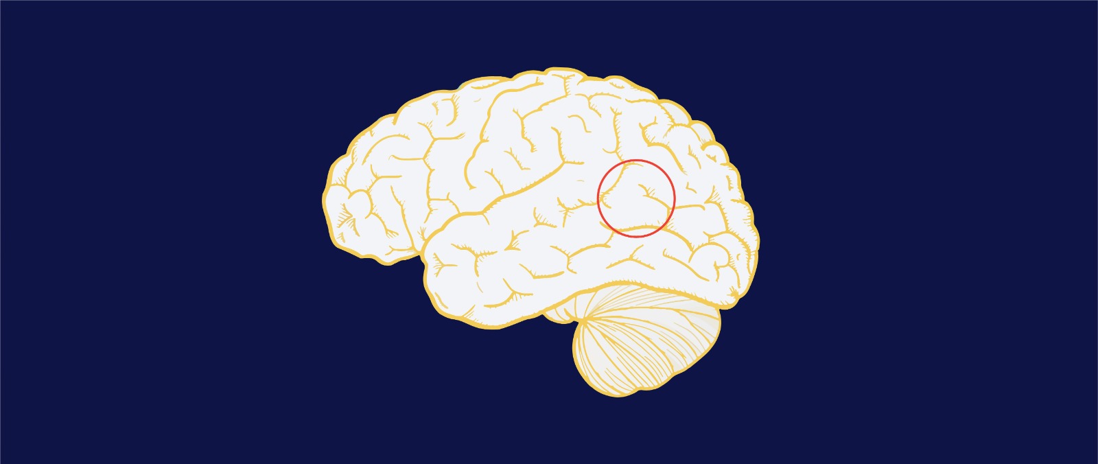 El poder de la unión temporoparietal del cerebro - NeuroClass