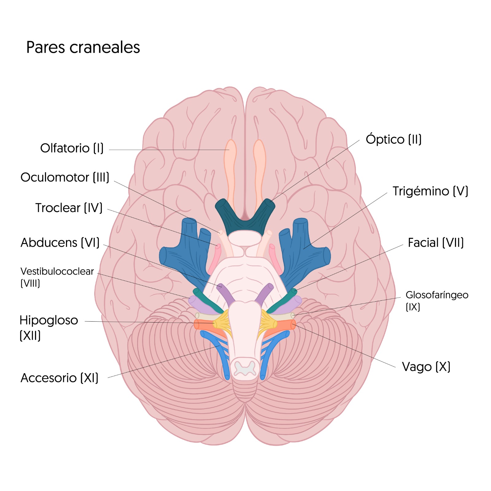 Los 12 Pares Craneales Del Cerebro